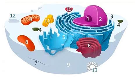 Cell Markers Intracellular And Surface Markers Bio Techne