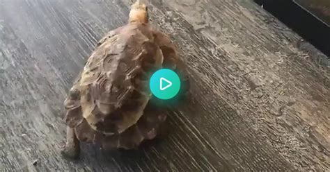Hingeback Tortoise Visits A Friend Album On Imgur