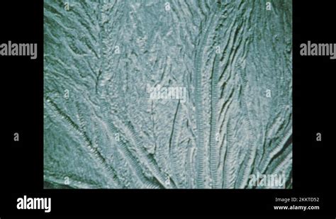 Fossils Shells Stock Videos And Footage Hd And 4k Video Clips Alamy