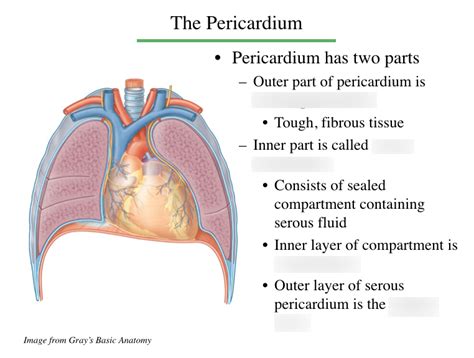 Pericardium Diagram Quizlet