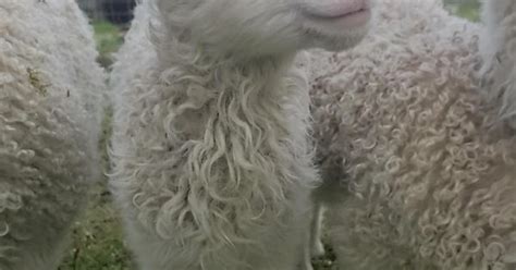 A Sheepish Grin Imgur