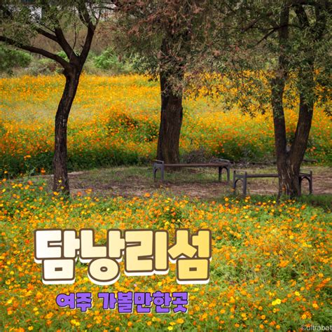 여주 가볼만한곳 드라이브 여주 당남리섬 핑크뮬리 코스모스 축제 네이버 블로그