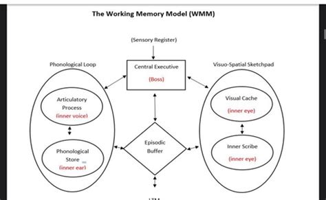 Memory Working Memory Model Flashcards Quizlet