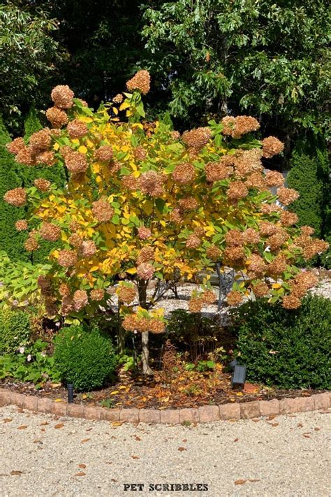 Limelight Hydrangea Tree