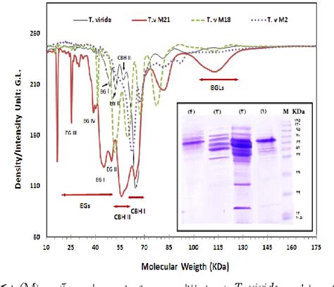 Figure 1 From Cellulase Enzyme Production Enhancement In Trichoderma Viride By Gamma Induced