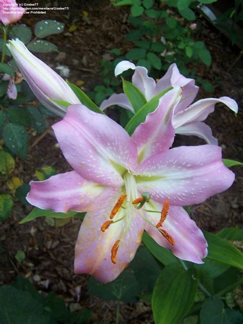 Plantfiles Pictures Oriental Lily Tom Pouce Lilium By Carolann Plantfiles Pictures Oriental Lily Tom Pouce Lilium By Carolann