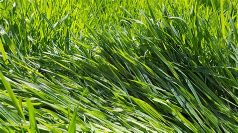 화창한 날 신선한 녹색 잔디 배경입니다 젖은 녹색 잔디 질감물 방울 후 비 잔디의 긴 블레이드와 신선한 식물 배경 봄 성장 배경 여름 허브 신선도 컨셉 0명에 대한 스톡