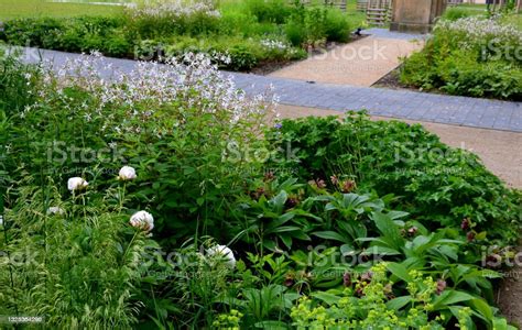 빗방울이 작은 노란 꽃의 섬세한 꽃의 잎에 붙어 후 잎은 미세 한 머리와 Palmately 무성한 녹색입니다 공원 벤치 뒤의 모래 길에서 자라나다 0명에 대한 스톡 사진 및