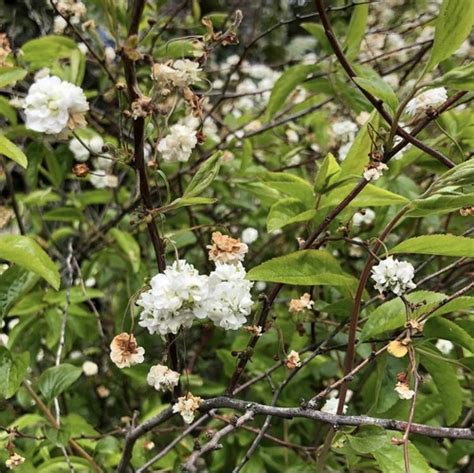 Deciduous Shrubs Flashcards Quizlet