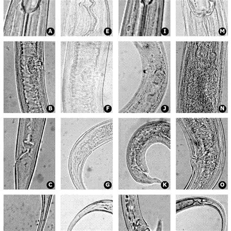 Pdf First Report On Four Species Of Predatory Nematodes Mononchids