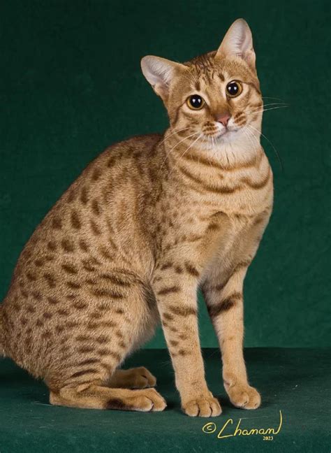 Ocicat Cfa
