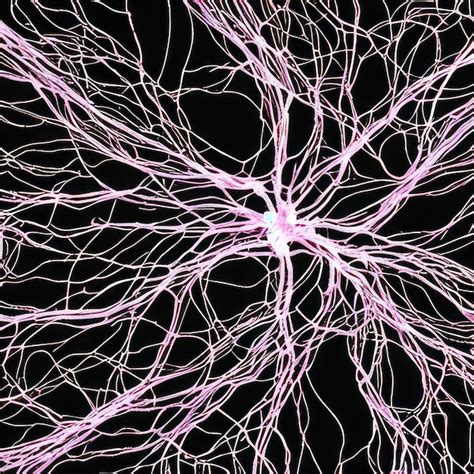 Premium Photo Neuron Cell Network Model Generative Ai