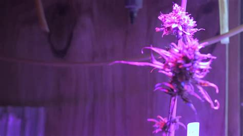 Watch Barely Legal Free Movies Tubi