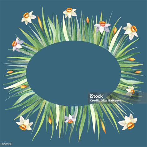 푸른 잔디와 흰 꽃이 있는 수채화 식물학 타원 프레임 존퀼 수선화 수선화 화환은 초대장 카드 및 기타 프로젝트에 적합합니다 0명에 대한 스톡 벡터 아트 및 기타 이미지