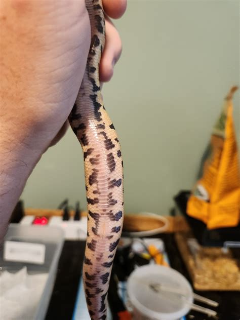 Help Identifying Hatchlings Ball Pythons MorphMarket Reptile Community