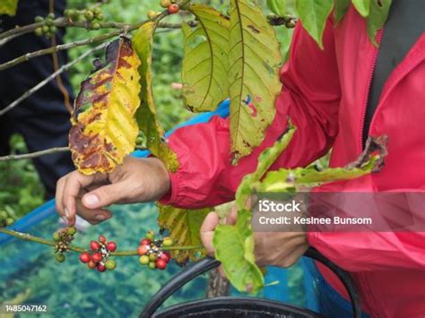 농장에서 커피 원두 수확 농장 손으로 따기농부의 손으로 로부스타와 아라비카 커피 열매 수확 태국의 로부스타 커피 농부 수확 개념에 대한 스톡 사진 및 기타 이미지 Istock