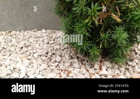 Tall Growing Shrub Stock Videos And Footage Hd And 4k Video Clips Alamy