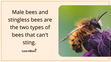 Do All Bees Sting Learnbees