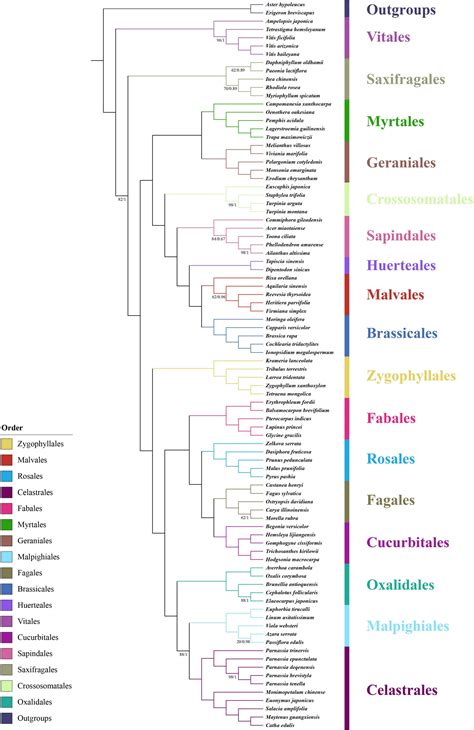 Species Classification Tree