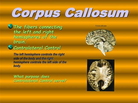 PPT The Brain And Behavior PowerPoint Presentation Free Download ID 4004