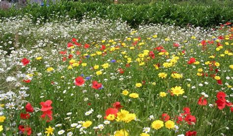 Виды газонов: фото мавританского и лугового газонов, не требующих ...