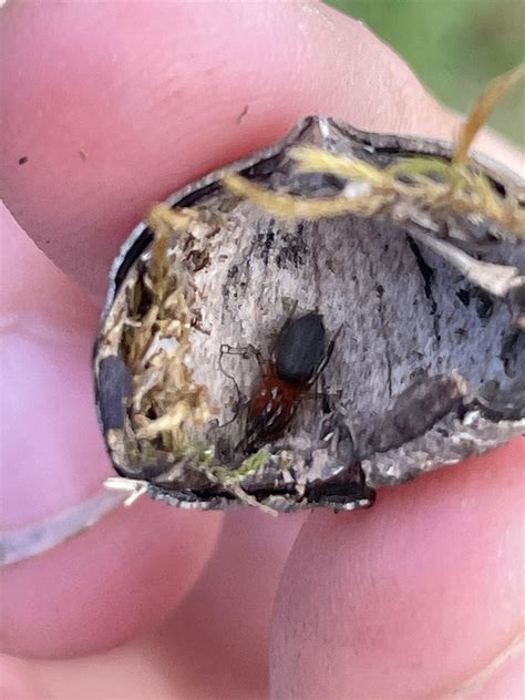 Spider In An Acorn R Insects