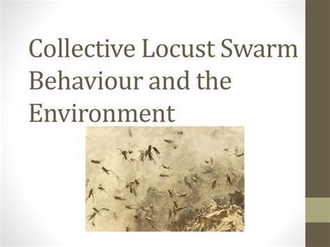 Locust Swarm Behaviour Presentation