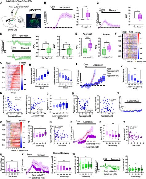 figure 1 from dissociable encoding of motivated behavior by parallel thalamo striatal