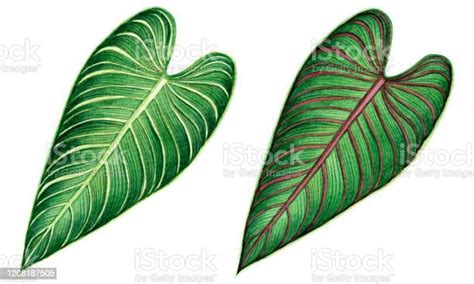 수채화 그림 큰 녹색 잎 흰색 배경에 고립 된 야자수 잎 수채화 코끼리 귀 잎 벽지 빈티지 하와이 스타일 패턴에 대한 그림 열대 이국적인 잎 클리핑 경로 포함 0명에 대한