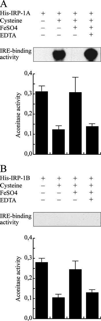 In Vitro Ire Binding And Aconitase Activity Of Recombinant Irp 1a And Download Scientific