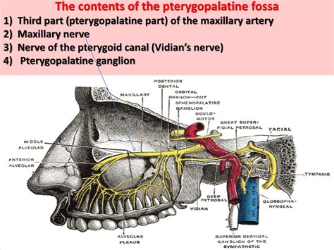 Ppt Infratemporal And Pterygopalatine Fossae Anatomy Powerpoint
