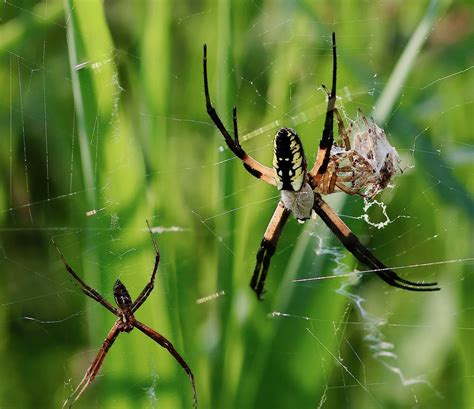 The Kinky Sex Life Of Nephilid Spiders