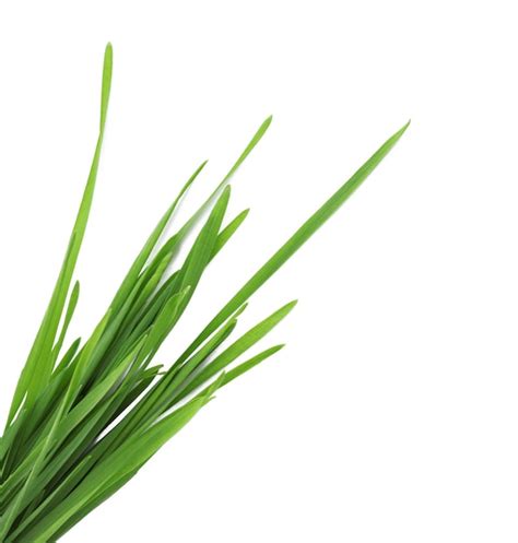 Premium Photo Wheat Grass On White Background Top View