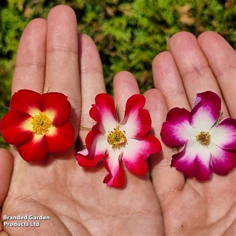 Rose Everglow Ruby Shrub Suttons