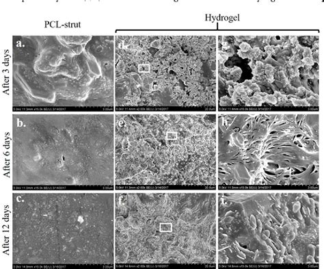 Figure 6 From A Bioactive Hydrogel And 3d Printed Polycaprolactone System For Bone Tissue
