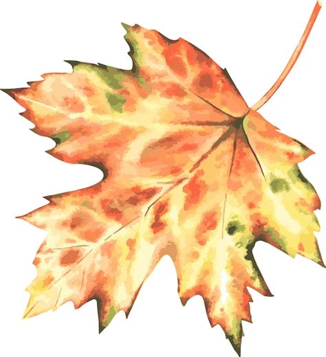 Premium Vector Autumn Maple Leaf Vector