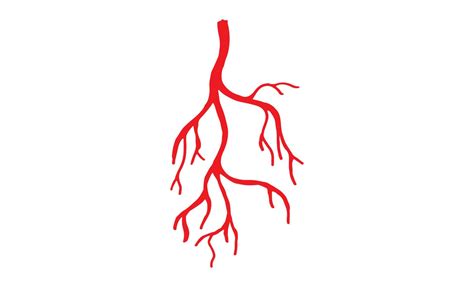 Human Veins And Arteries Illustration 12828000 Vector Art At Vecteezy