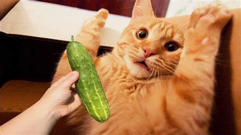 Funny React Of Cat Vs Cucumber Will Make You Laugh Hard Top Cat