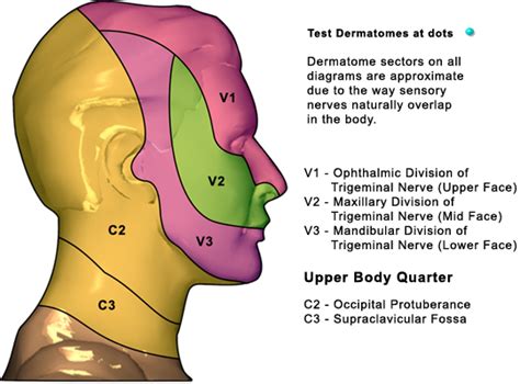 Dermatomes Face