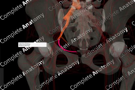 Uterine Artery Left Complete Anatomy