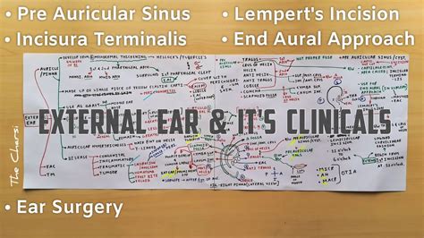 External Ear 2 Auricle Lemperts Incision Incisura Terminalis