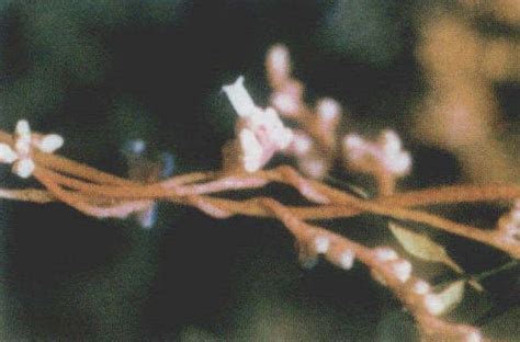 图56 日本菟丝子 枸杞病虫草害及防治 图片