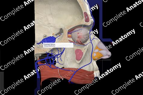 Frontal Sinus Surgical Management Of Rhinosinusitis For The Allergist