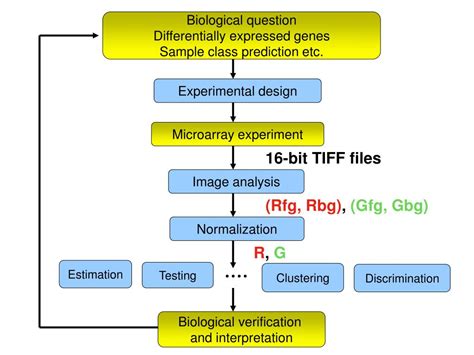 Ppt Lecture 5 Microarray Data Analysis Bioinformatics Data Analysis And Tools Powerpoint