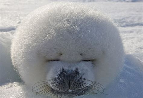 2012011301659 2  바다표범의 미소