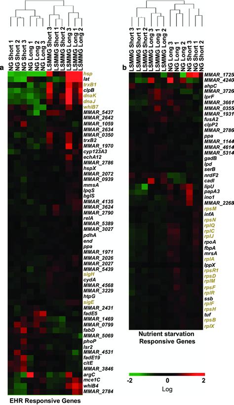 The Effect Of Lsmmg On Genes Involved In The Enduring Hypoxic Response Download Scientific