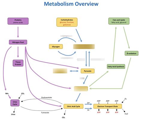 Metabolism Overview Pt 1 Diagram Quizlet