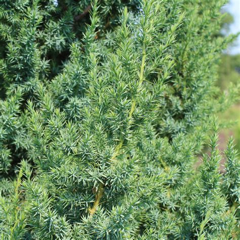Juniperus X ‘jnblue Select Star Power Juniper Doty Nurseries