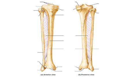 Tibia And Fibula Anterior And Posterior View Diagram Quizlet