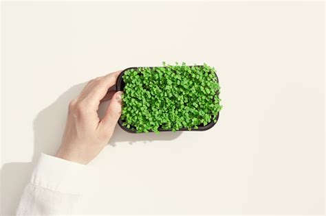 컨테이너에 Arugula의 콩나물이 자라고 베이지 색 배경 위에 Microgreens가있는 여성 핸드 홀드 박스 개념 건강한 라이프 스타일과 식사 유기농 식품 슈퍼 푸드 탑
